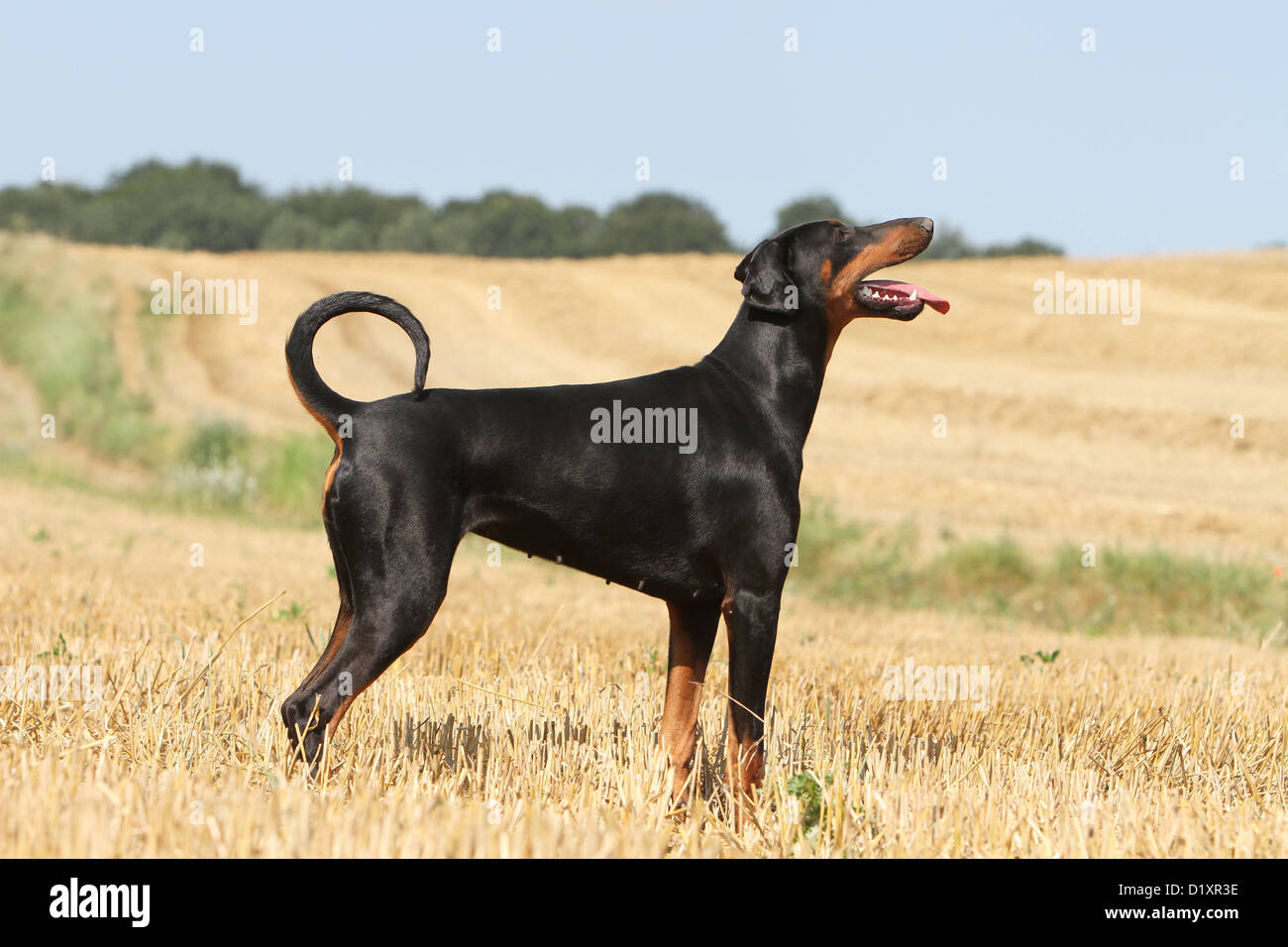 Dog Dobermann / Doberman Pinscher (natural ears) adult standard profile ...