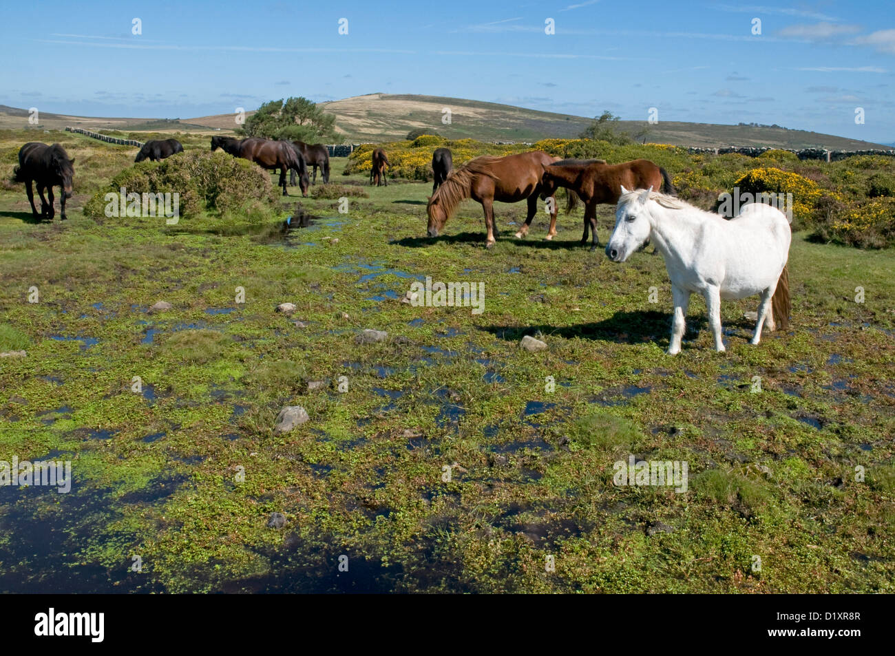 Buckland beacon hi-res stock photography and images - Alamy