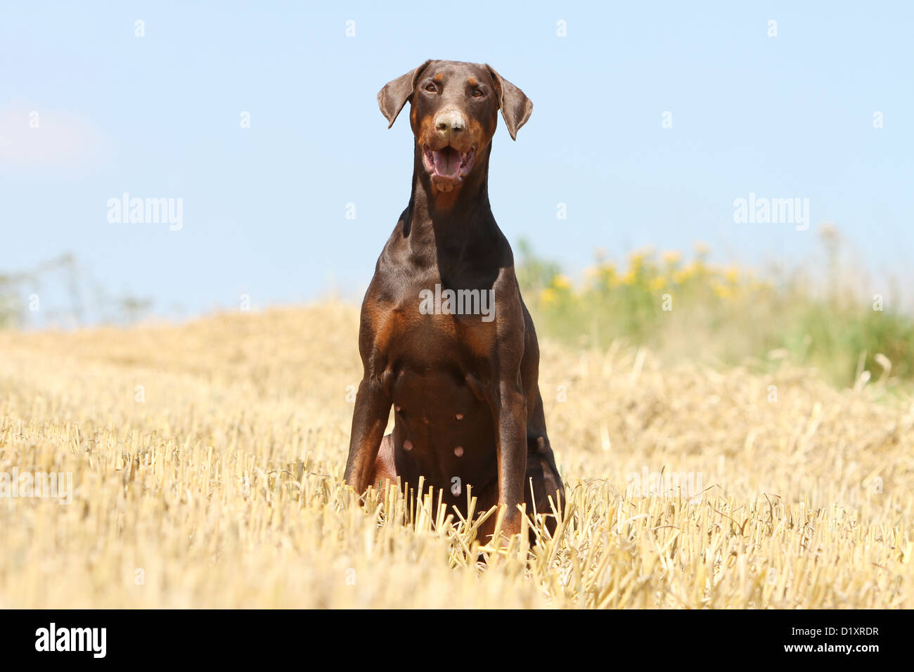 Dog Dobermann / Doberman Pinscher adult sitting in the field Stock ...