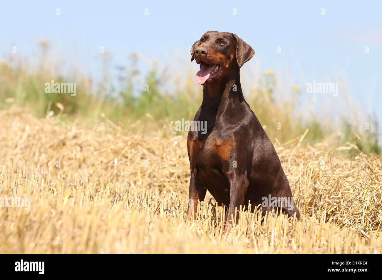 Chocolate Doberman