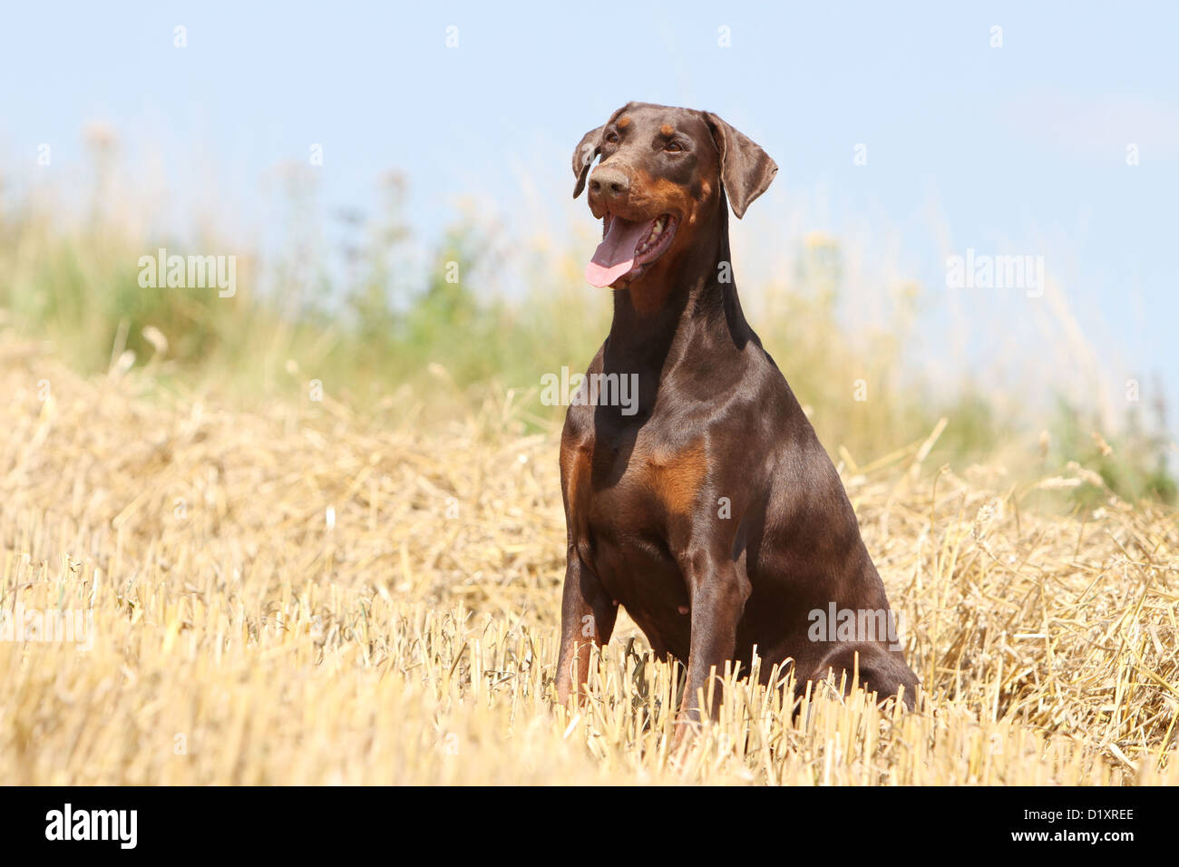 Chocolate doberman hi-res stock photography and images - Alamy