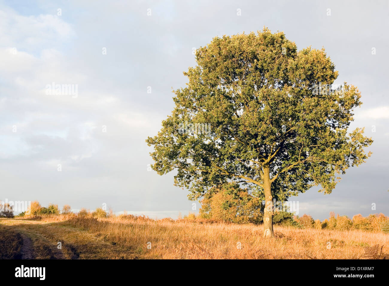 Trees on the Ashdown Forest in the UK Stock Photo - Alamy