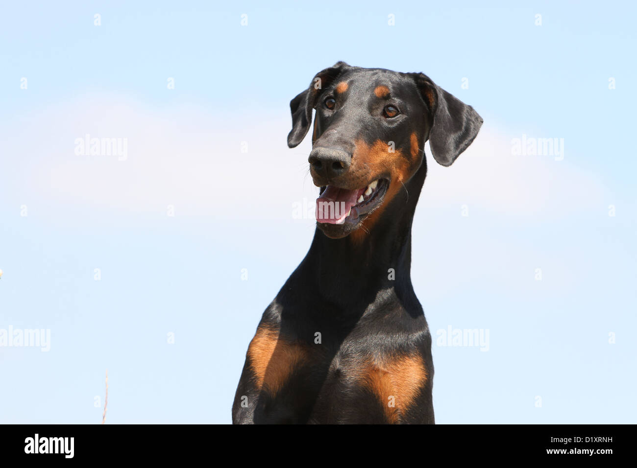 Dog Dobermann / Doberman Pinscher (natural ears) adult portrait profile ...