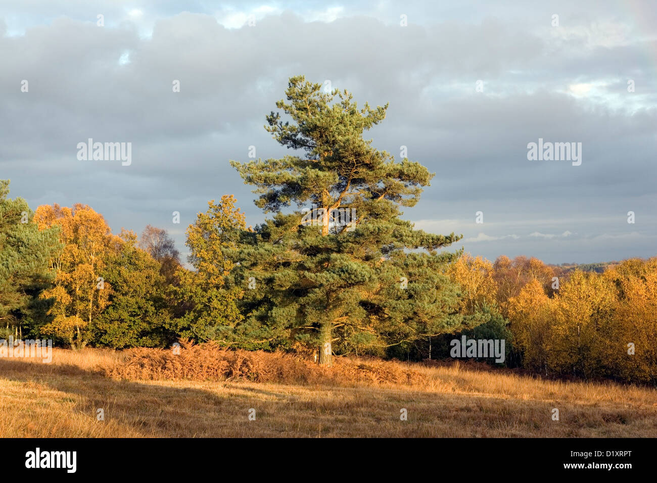 Trees on the Ashdown Forest in the UK Stock Photo - Alamy