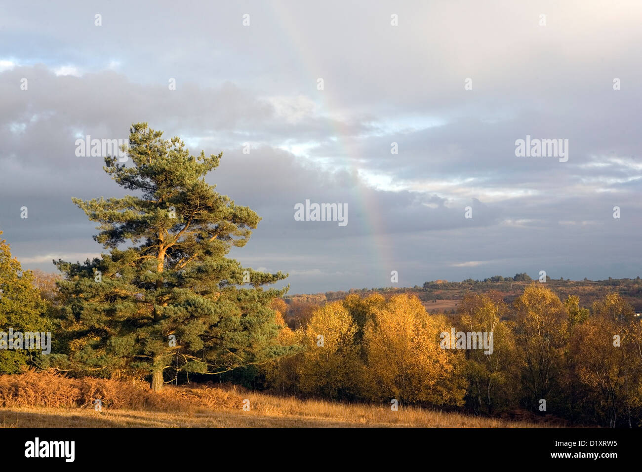 Trees on the Ashdown Forest in the UK Stock Photo - Alamy