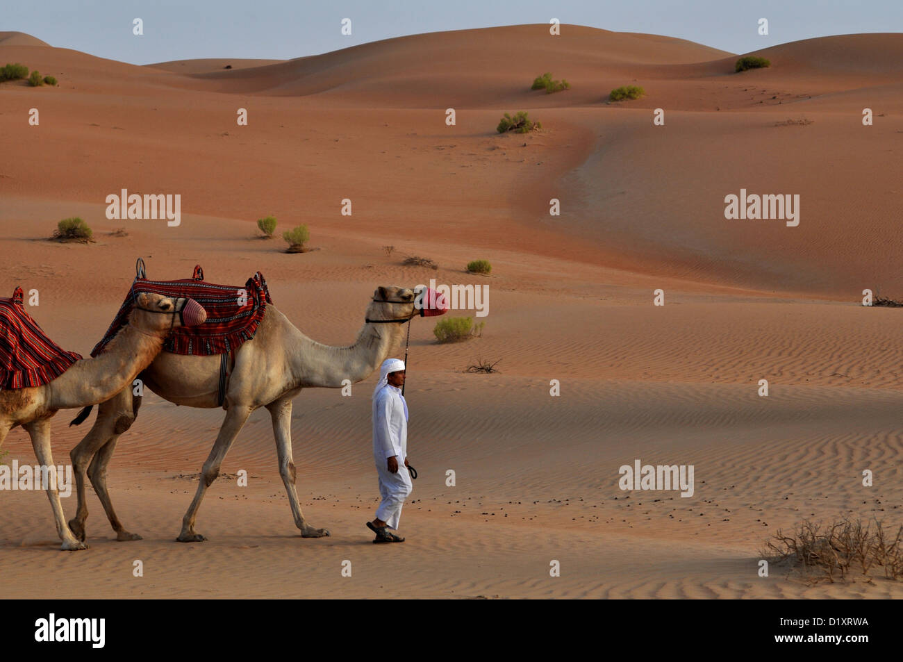 Arab with camel hi-res stock photography and images - Alamy