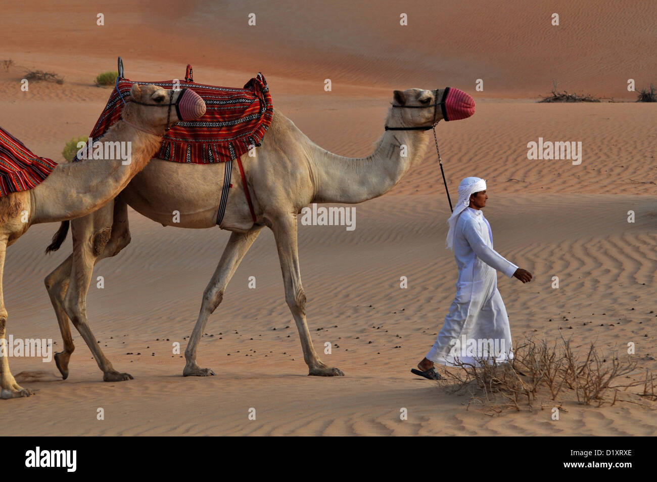 Abu Dhabi (United Arab Emirates): camel for tourists in the desert by ...