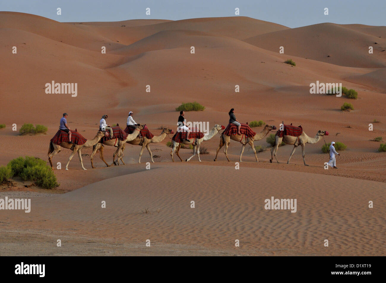 Arab with camel hi-res stock photography and images - Alamy
