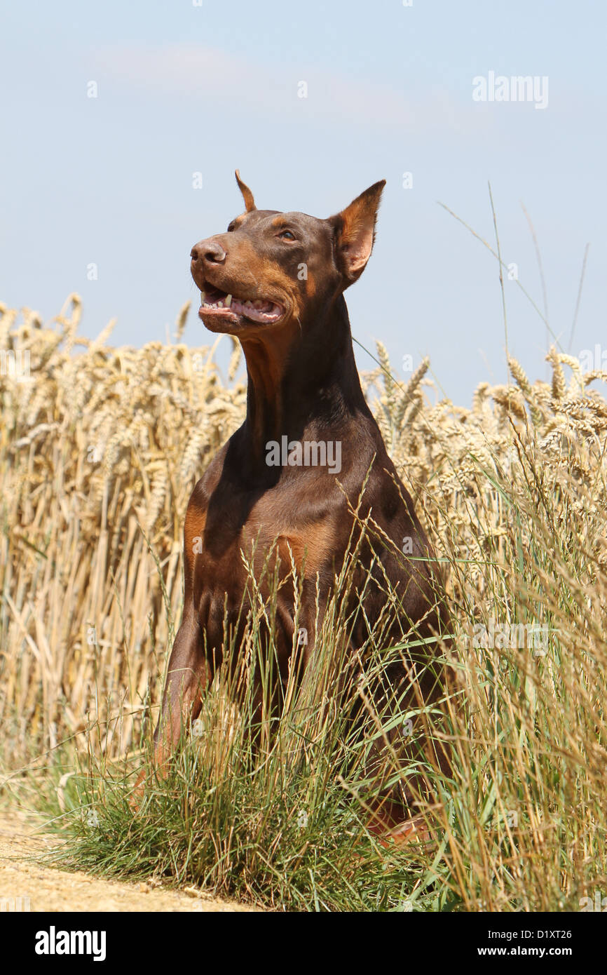 Doberman sitting hi-res stock photography and images - Alamy