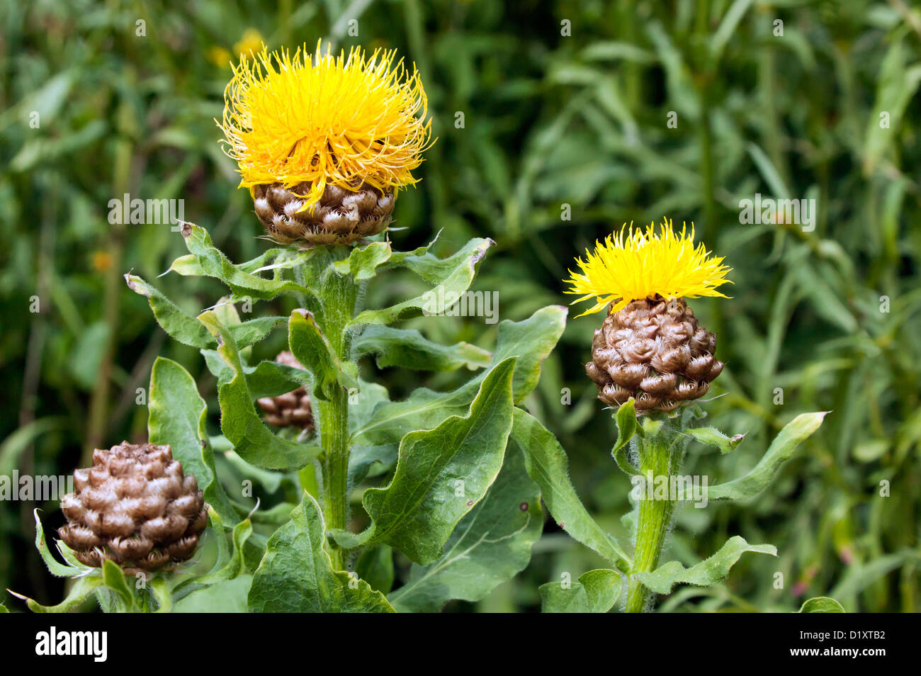 Centaurea macrocephala (bighead knapweed) growing in the walled garden ...