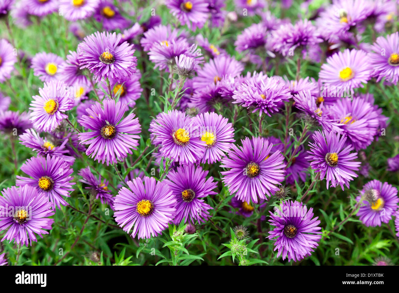 Aster species growing in the walled garden at Goodnestone Park, Kent ...