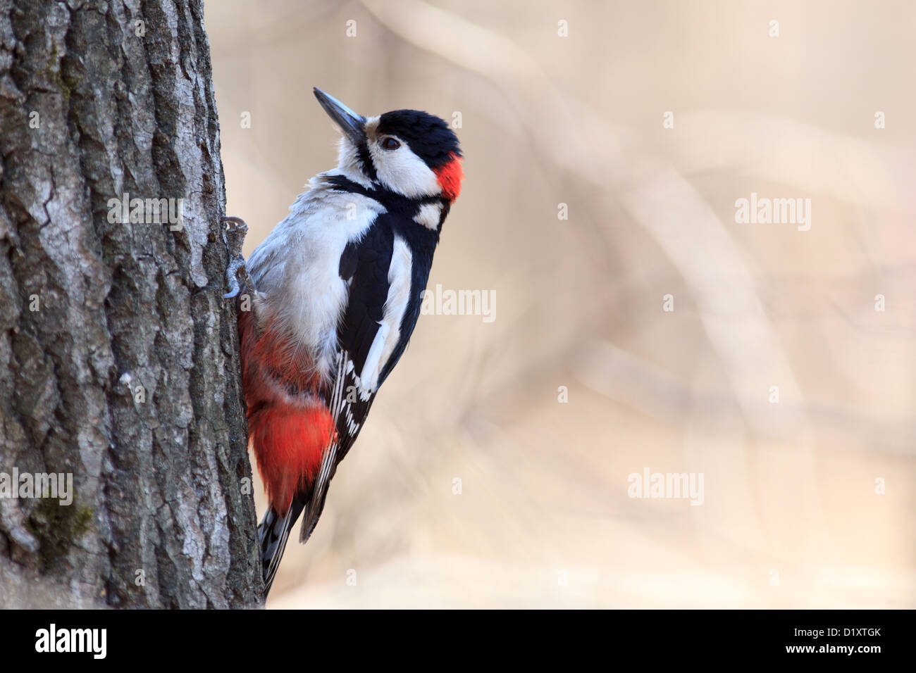 Wild bird in a natural habitat. Wildlife Photography. Russia ...