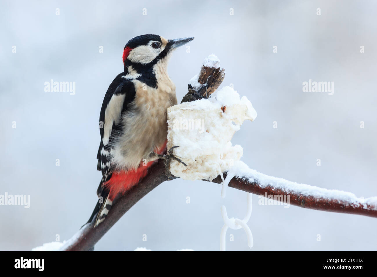 Dendrocopos major, Great spotted woodpecker Stock Photo - Alamy