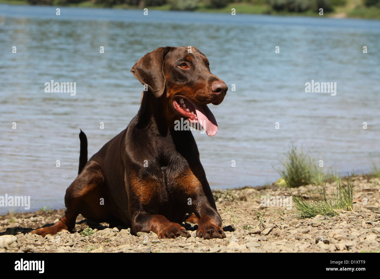 Dog Dobermann / Doberman Pinscher (natural ears) adult lying on the ...