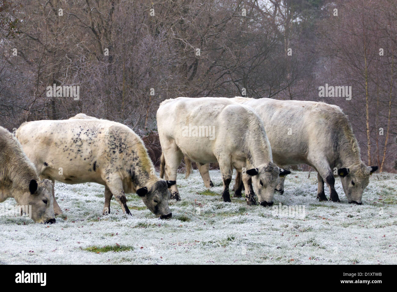 White bulls hi-res stock photography and images - Alamy