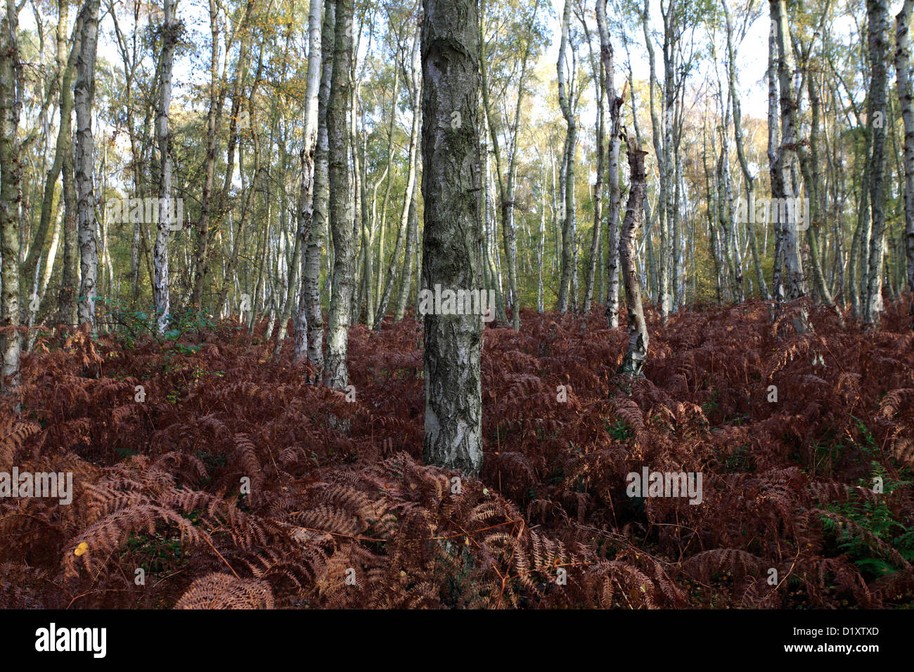 Silver Birch trees with autumn colours (Betula pendula Stock Photo - Alamy
