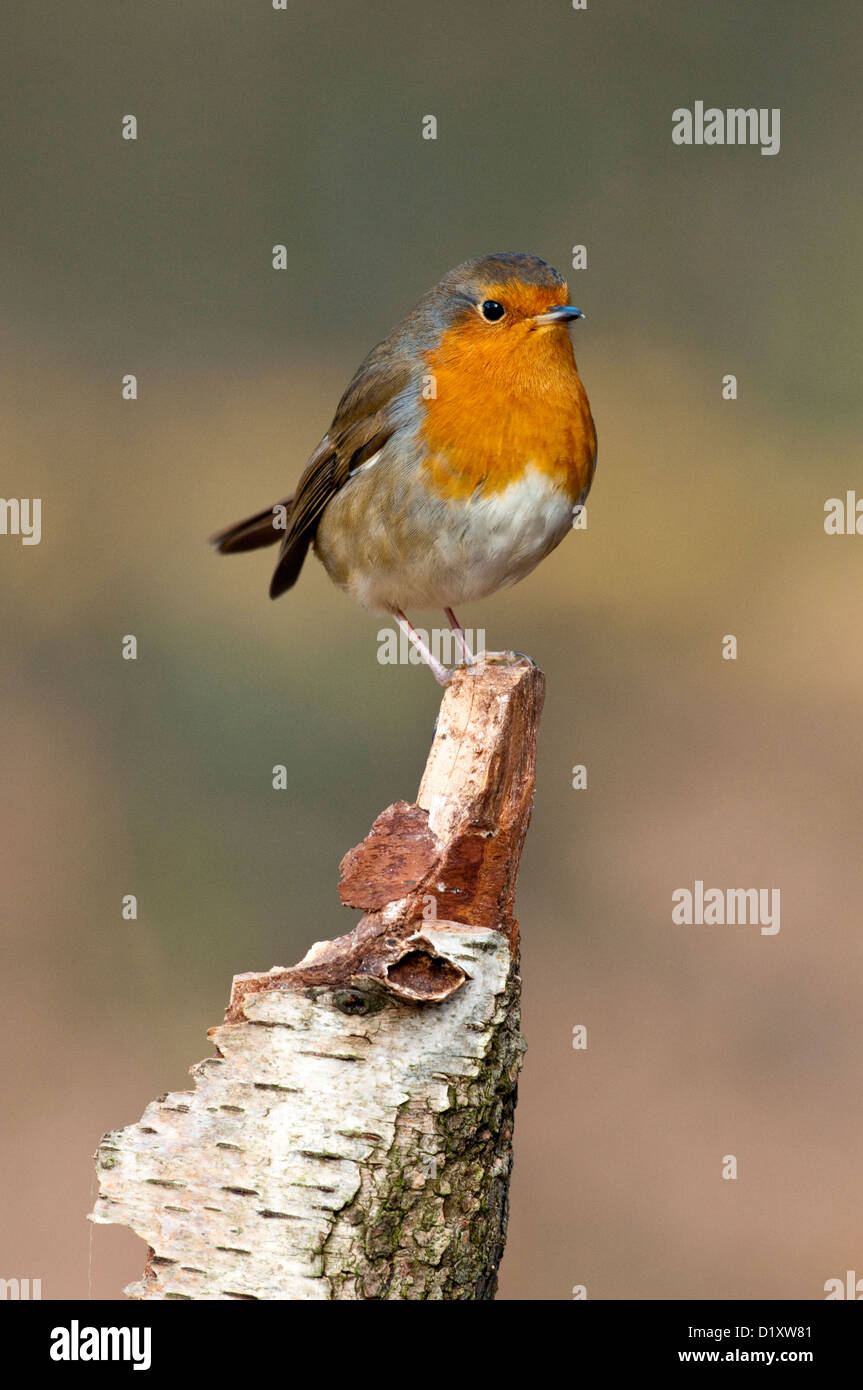 Robin in snow Stock Photo - Alamy