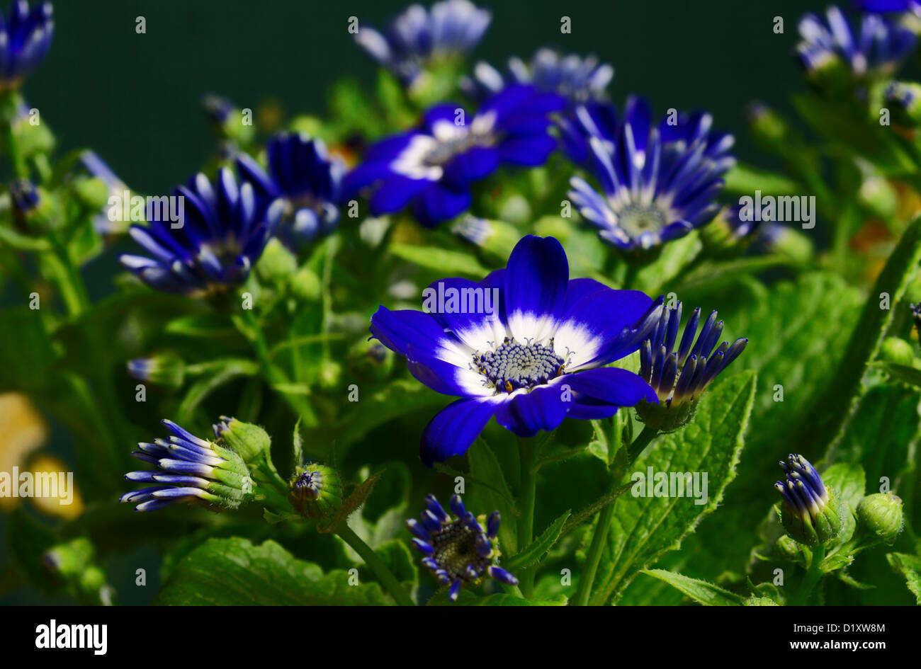 flower cyneraria, Poland Stock Photo - Alamy