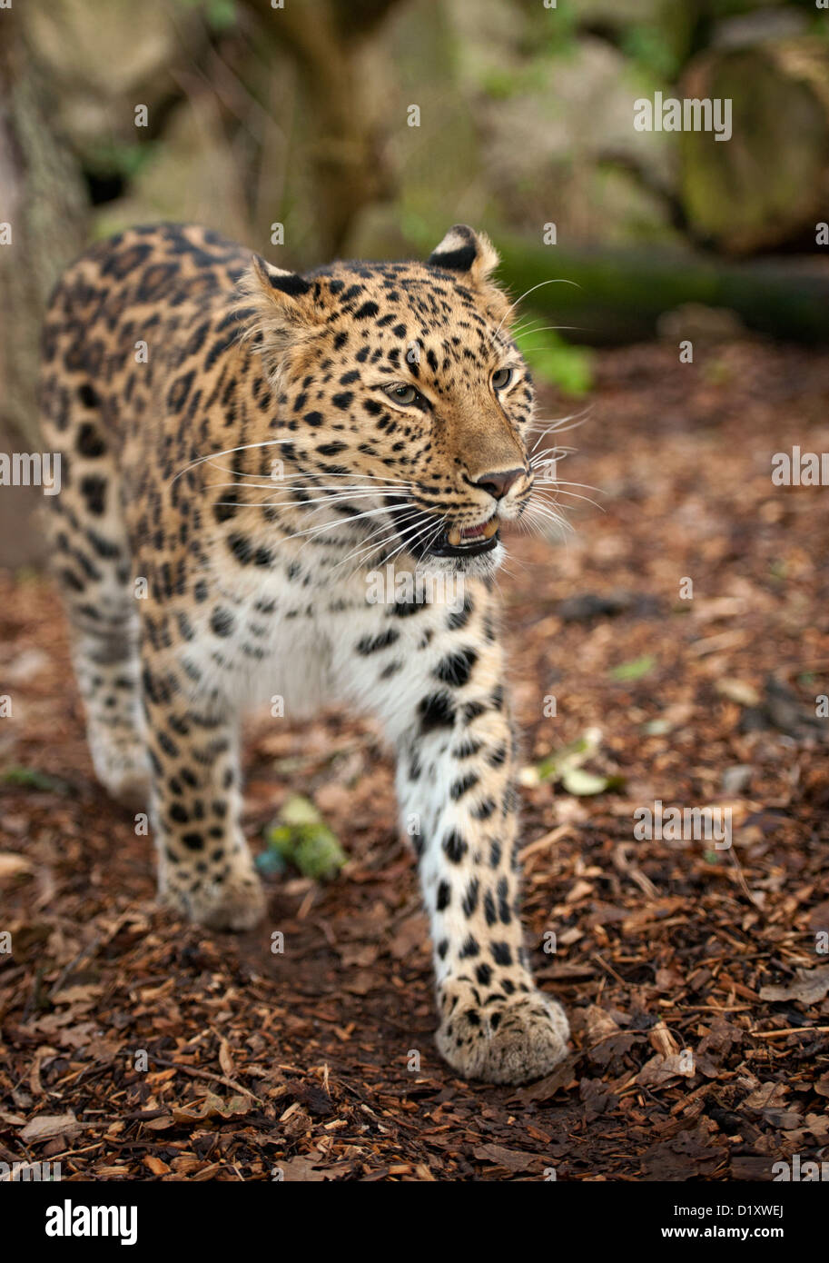 Female Amur leopard walking towards camera Stock Photo - Alamy