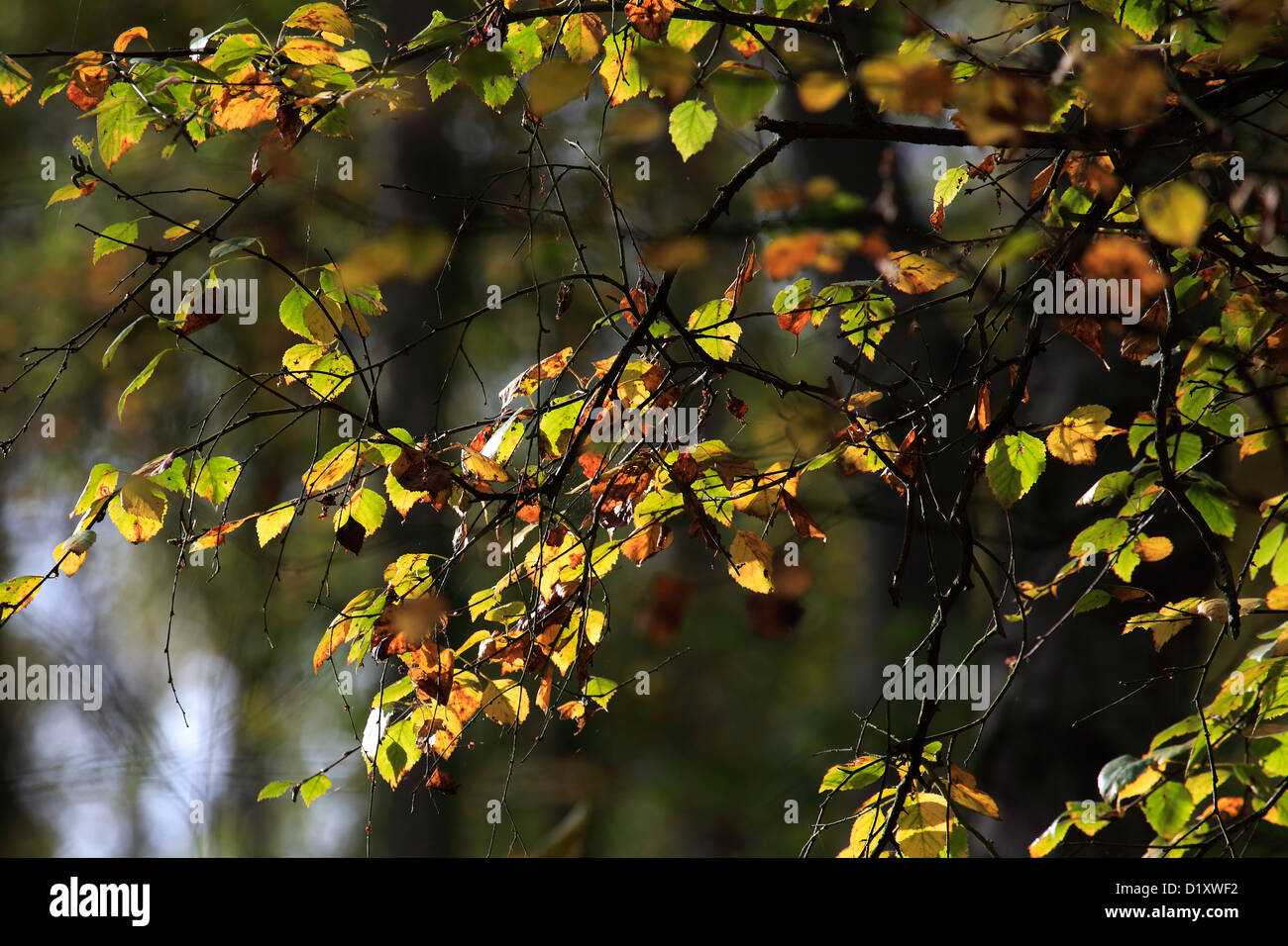 Silver Birch trees with autumn colours (Betula pendula Stock Photo - Alamy