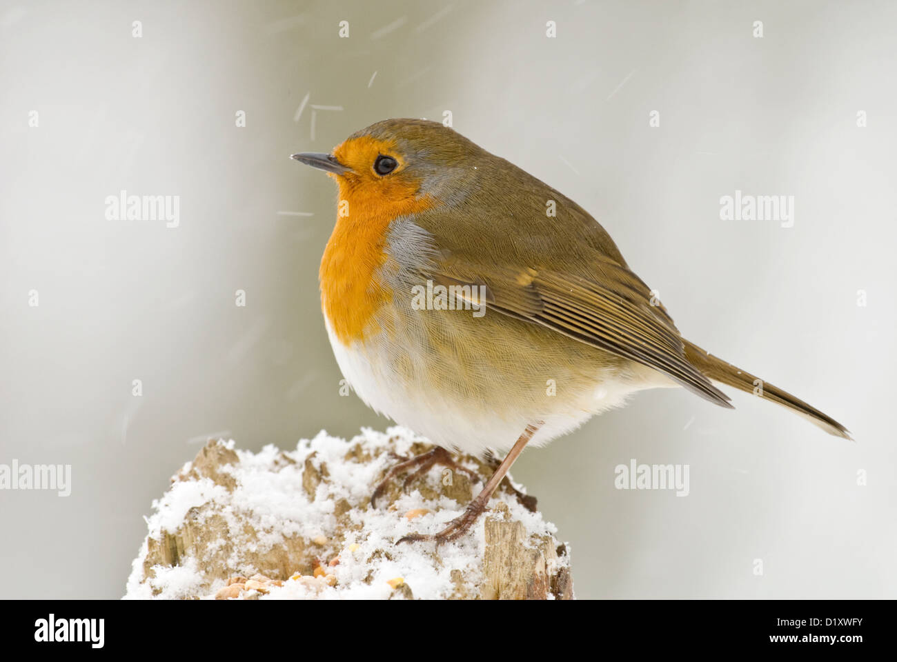 Robin in snow Stock Photo - Alamy