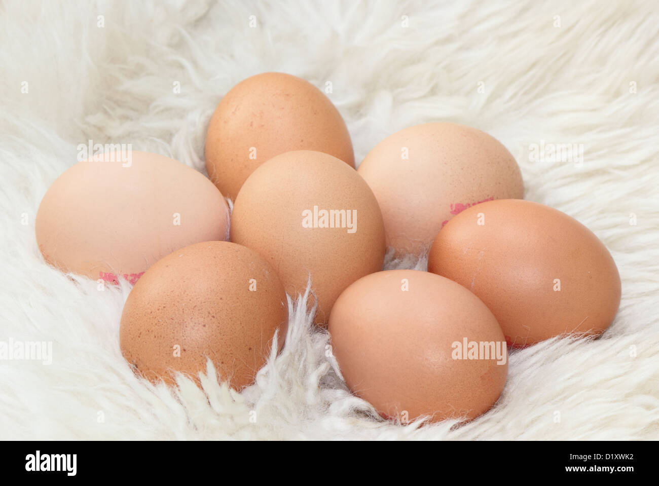 free range eggs Stock Photo - Alamy