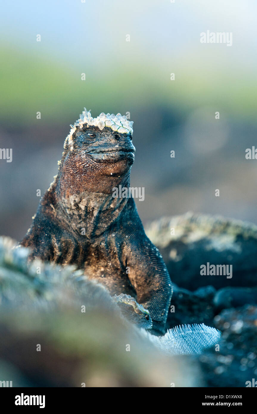 Iguana amblyrhynchus hi-res stock photography and images - Alamy