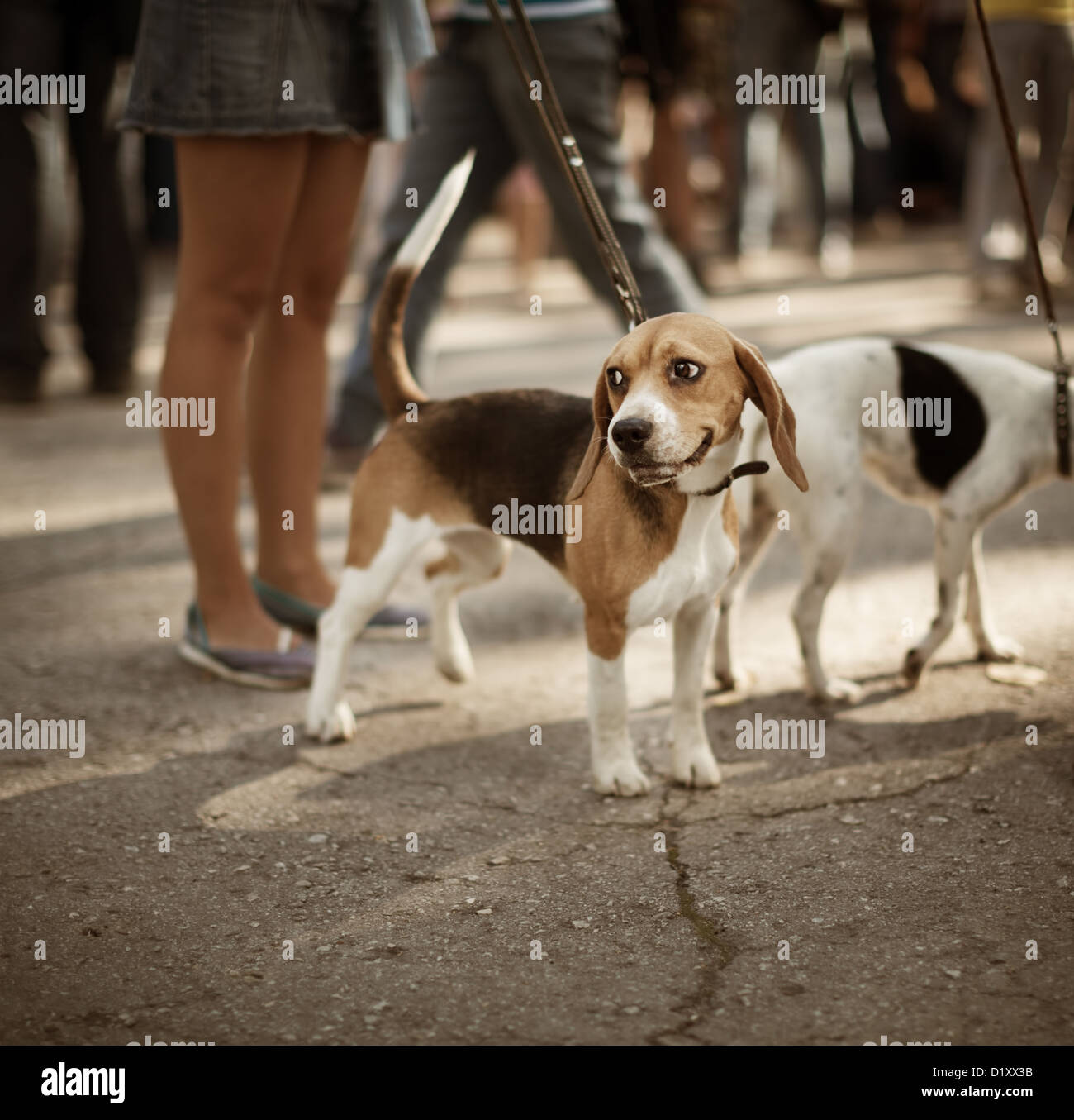 a beautiful hound dog on the urban background Stock Photo - Alamy
