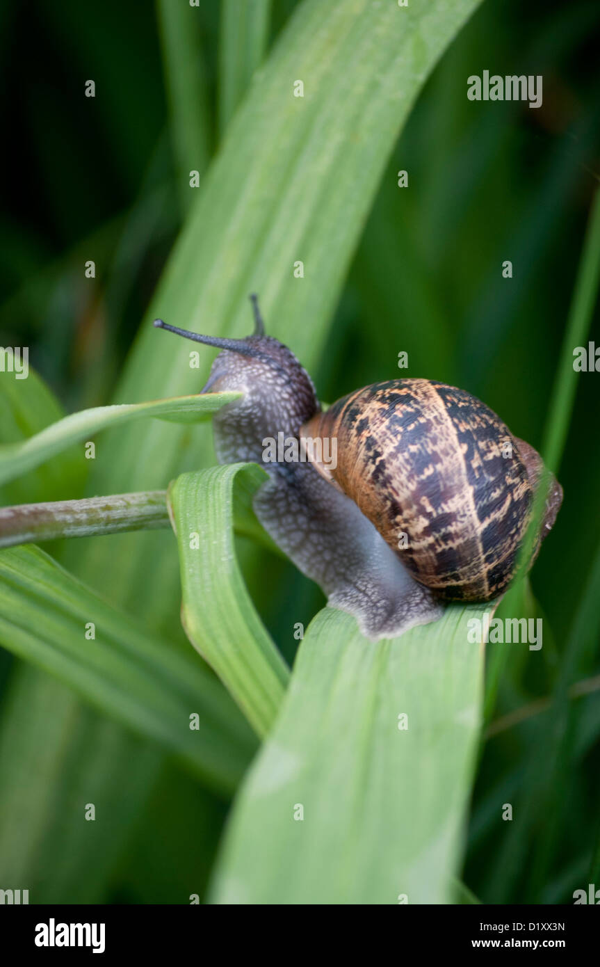 Helix aspersa garden snail hi-res stock photography and images - Alamy