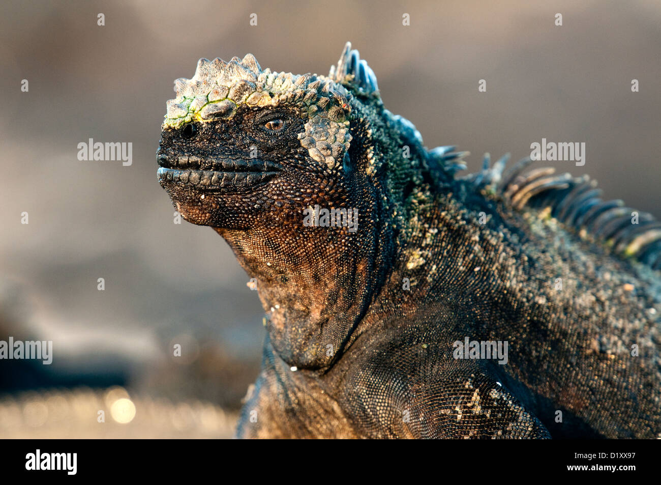 Iguana amblyrhynchus hi-res stock photography and images - Alamy