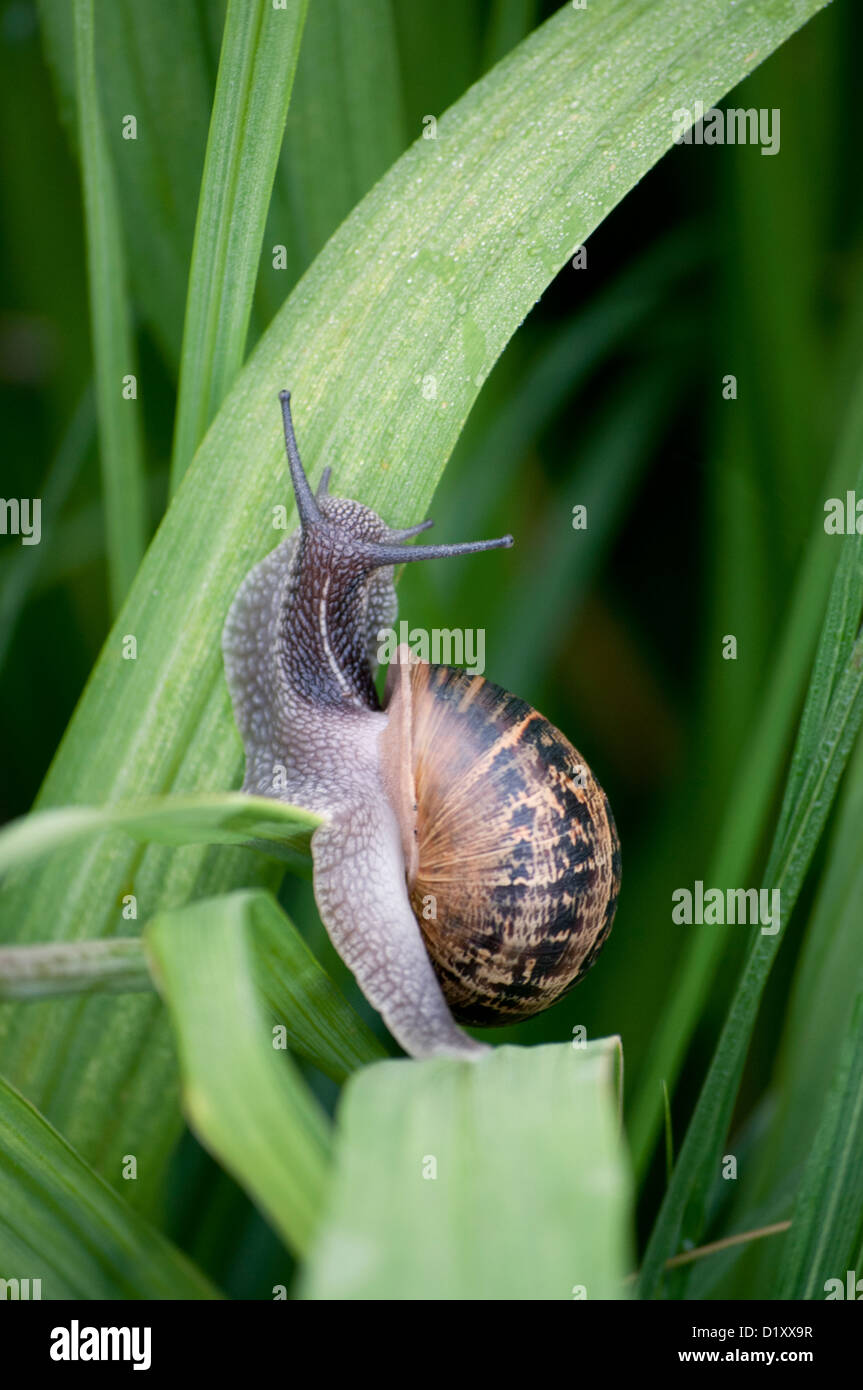 Helix aspersa aspersa hi-res stock photography and images - Alamy