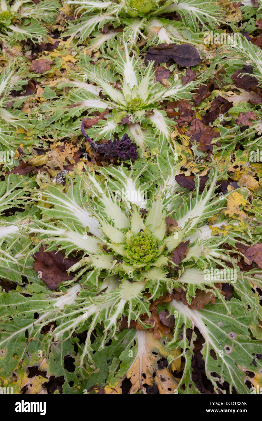 Bird damage hi-res stock photography and images - Alamy