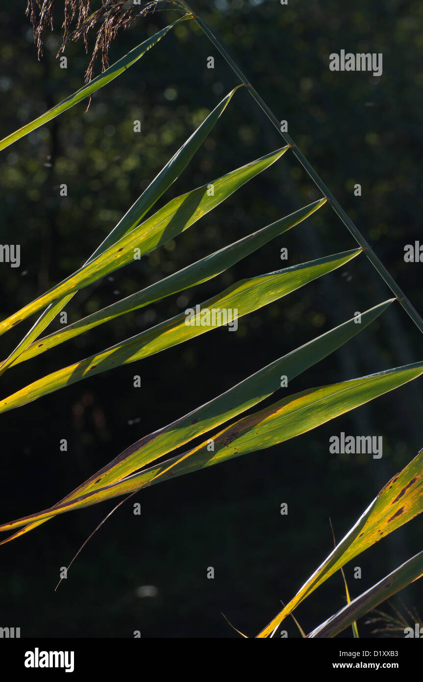 reed plants on river and canal, autumn, side lit, semi close up ...