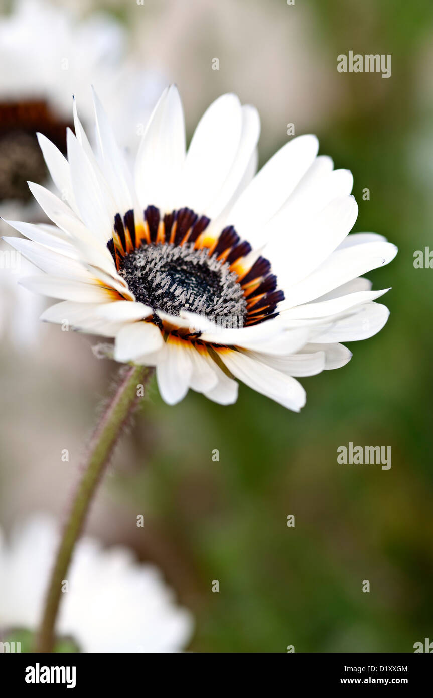 Venidium fastuosum jaffa ice hi-res stock photography and images - Alamy
