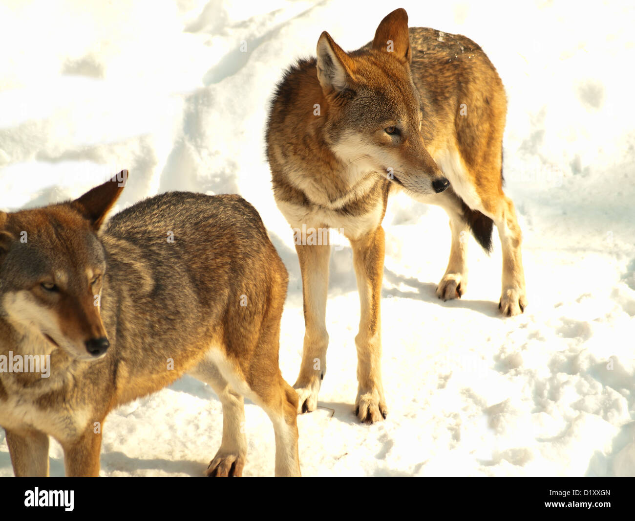 wild gray wolves in winter Stock Photo - Alamy