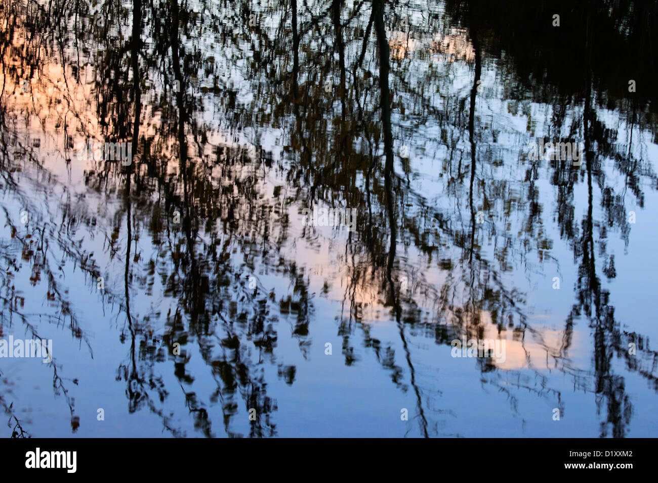 Reflections of submerged trees in water Stock Photo - Alamy