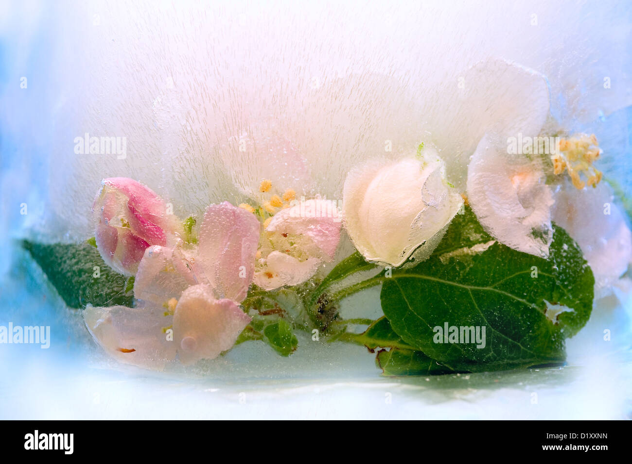 Frozen beautiful flower of apple. blossoms in the ice cube Stock Photo ...