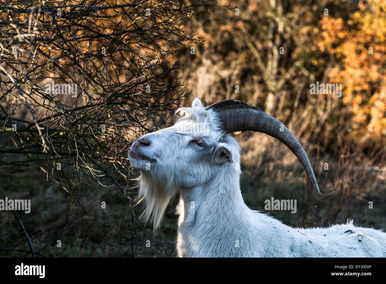 Goats, He goat, Germany Stock Photo - Alamy