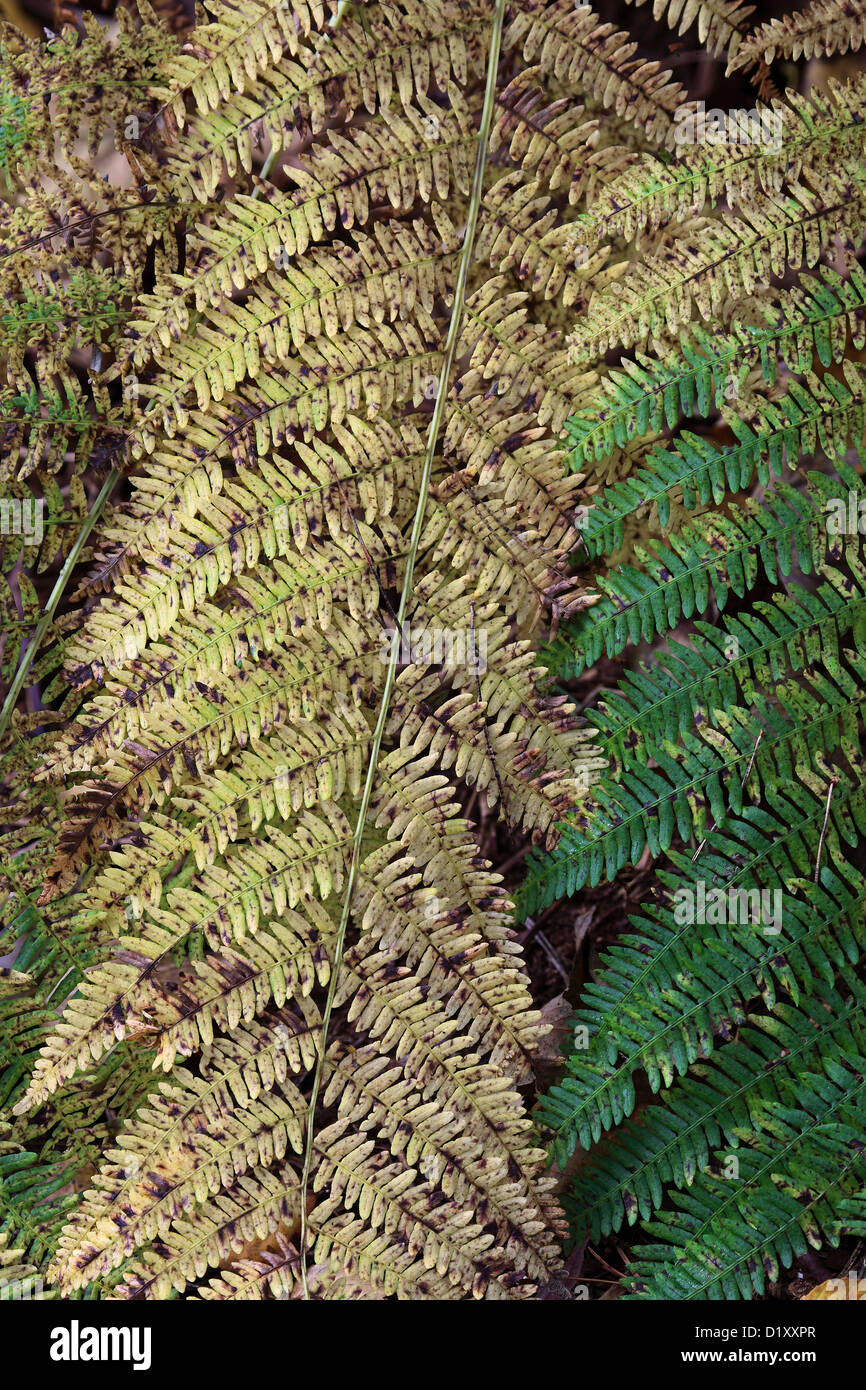 Close up of Fern, Bracken fronds, autumn colours (Pteridium aquilinum ...
