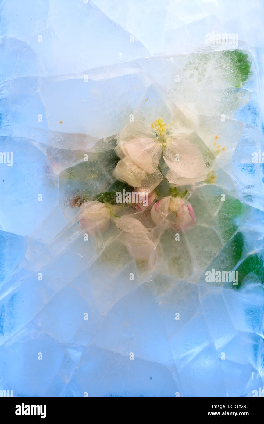 Frozen beautiful flower of apple. blossoms in the ice cube Stock Photo ...