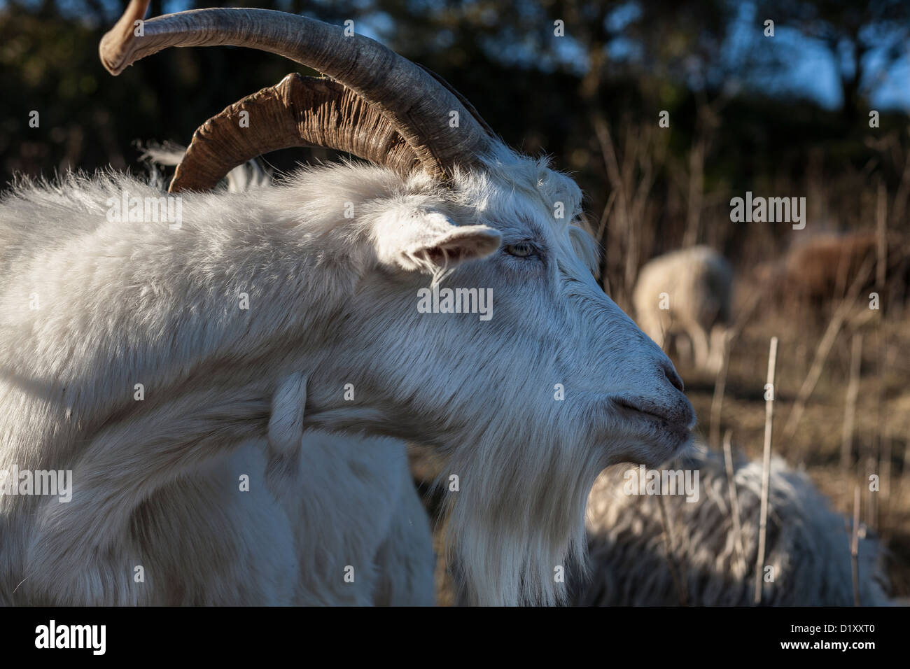 Goats, He goat, Germany Stock Photo - Alamy