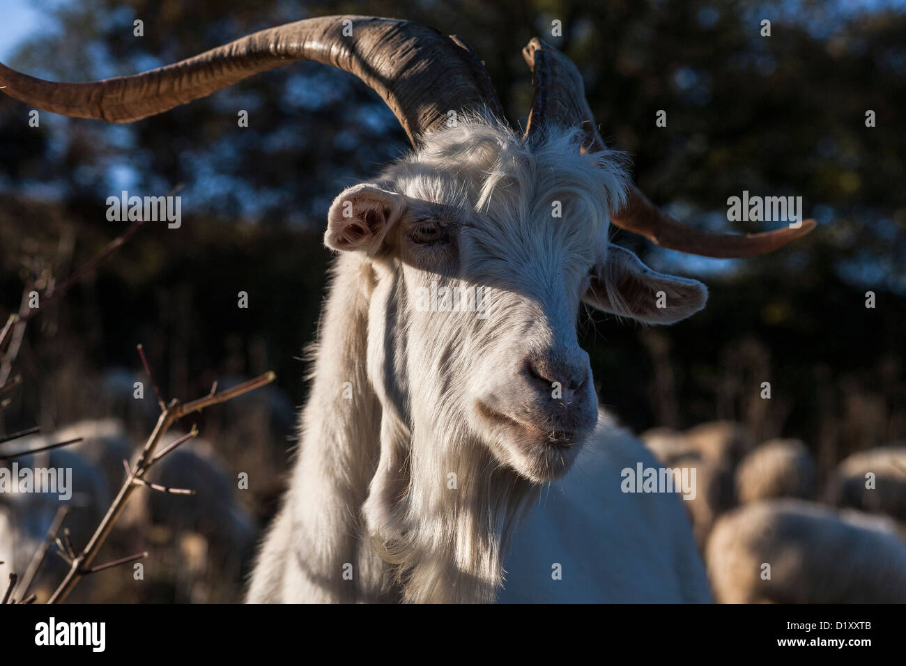 Goats, He goat, Germany Stock Photo - Alamy