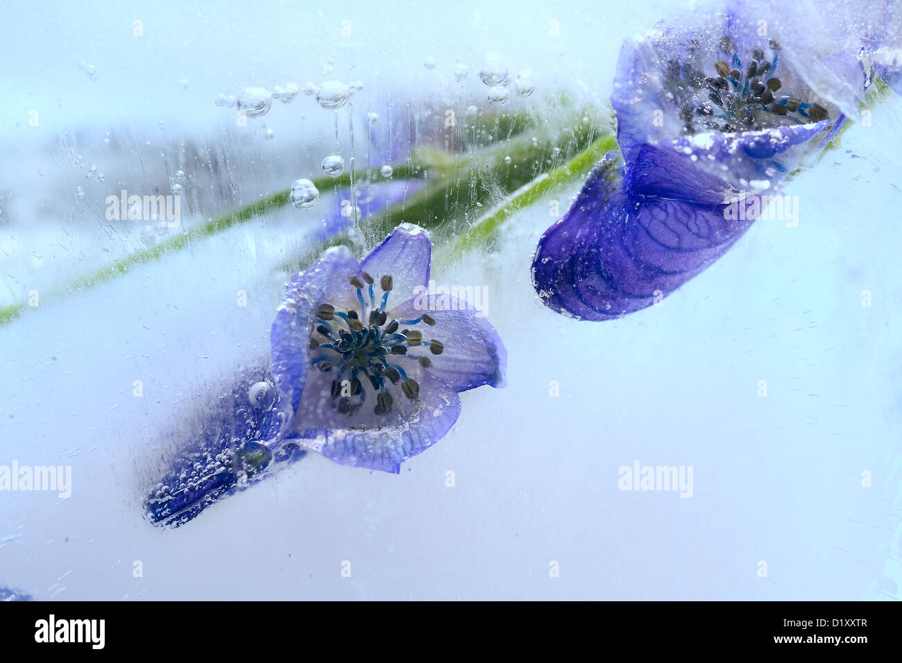 Frozen beautiful blue flower. blossomsin the ice cube Stock Photo - Alamy
