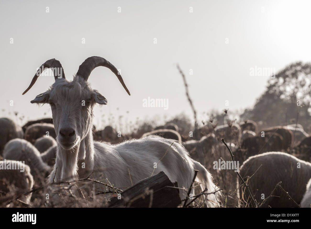 Goats, He goat, Germany Stock Photo - Alamy