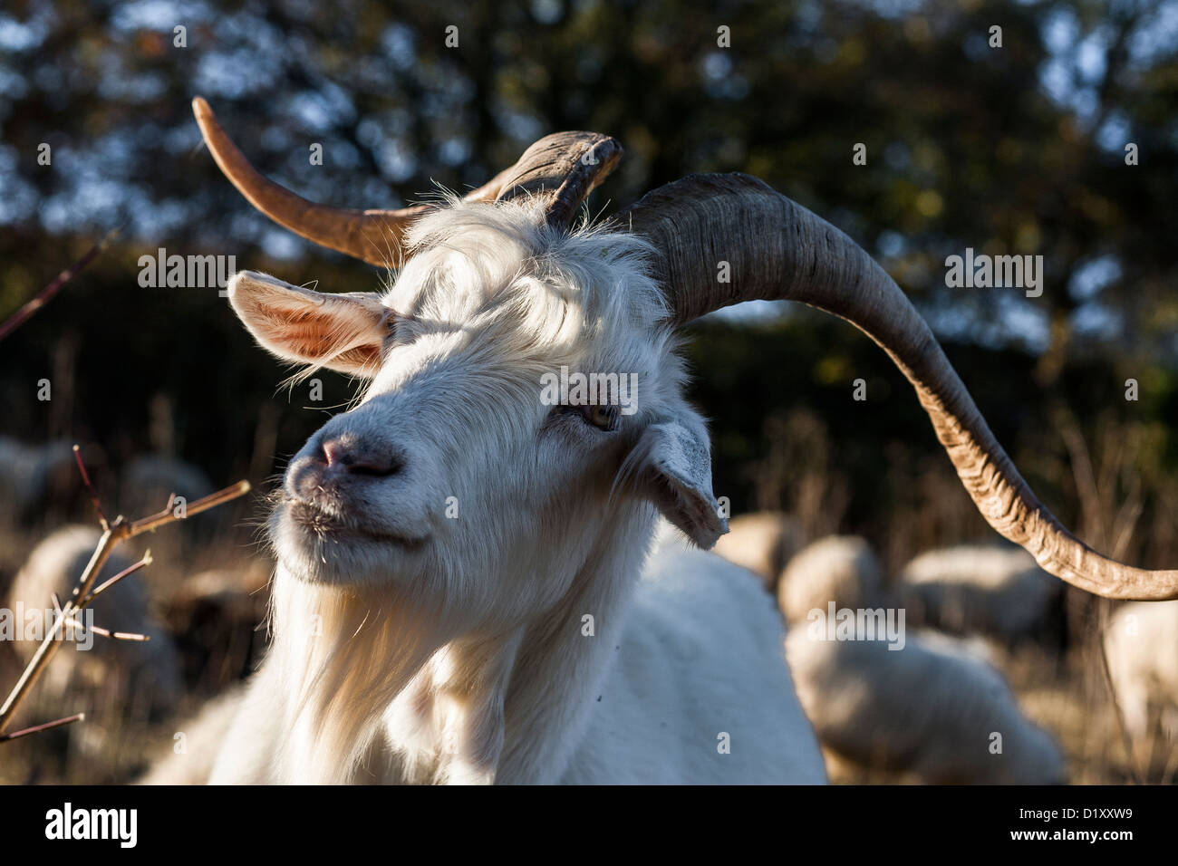 Goats, He goat, Germany Stock Photo - Alamy