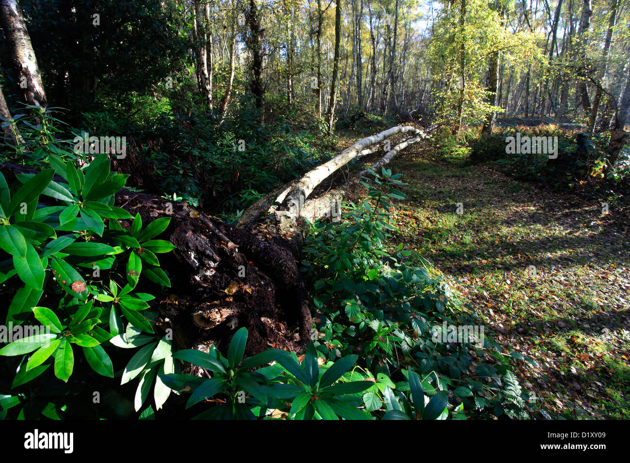 Fallen Silver Birch tree with autumn colours (Betula pendula Stock ...