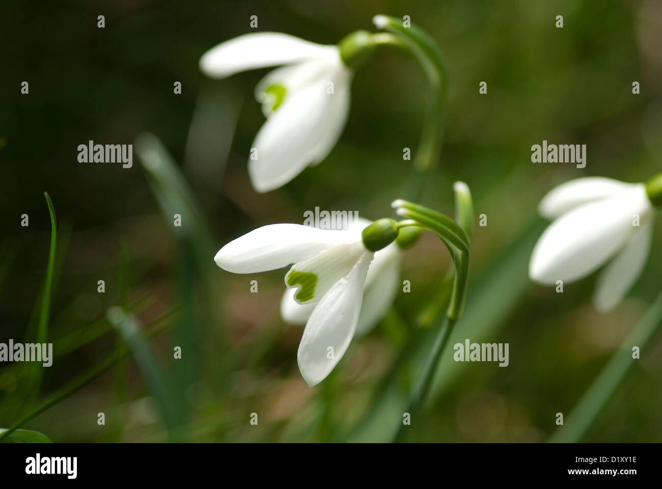 Snowdrop Close Up High Resolution Stock Photography and Images - Alamy