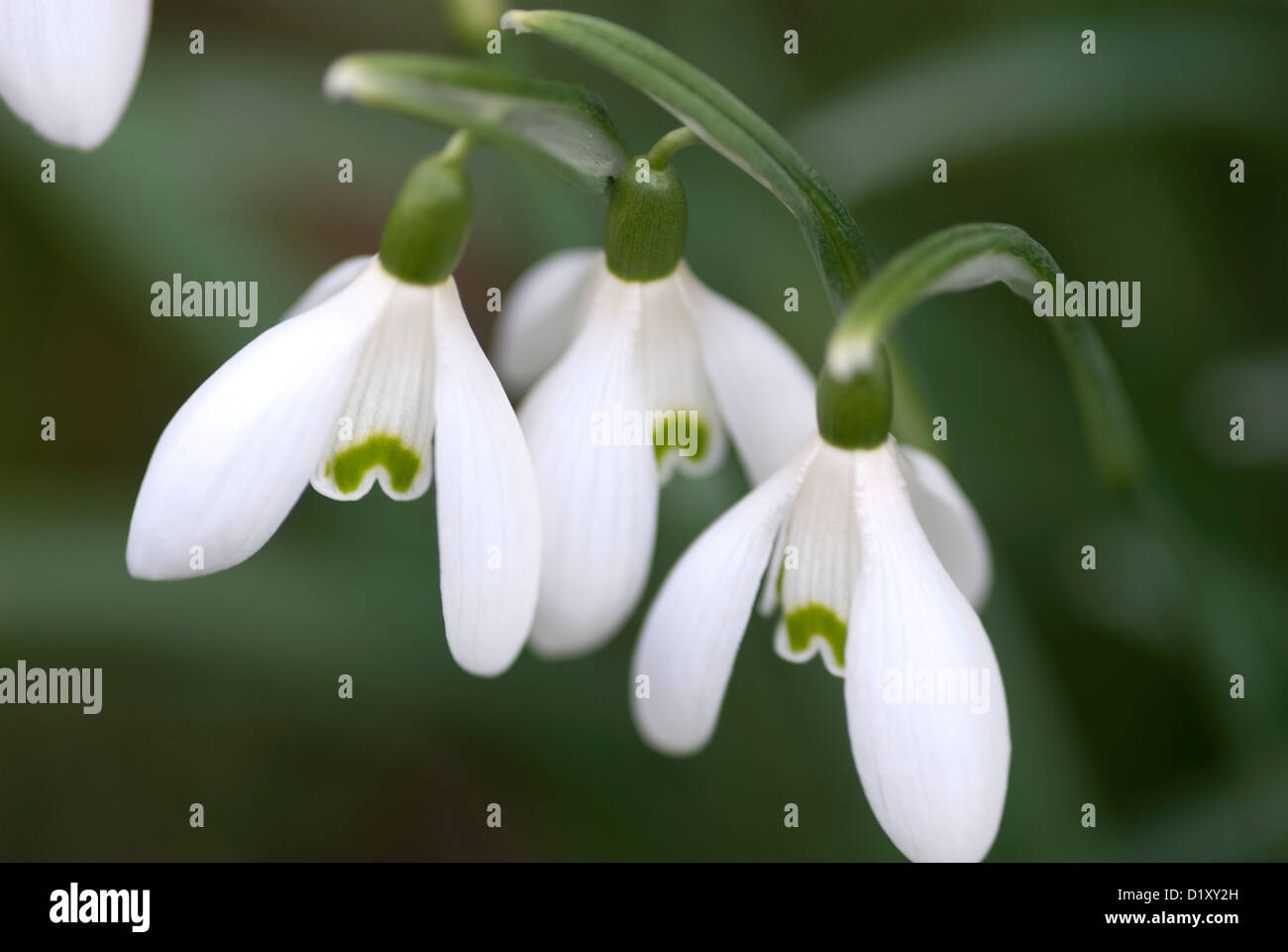 close up of snowdrop flowers Stock Photo - Alamy