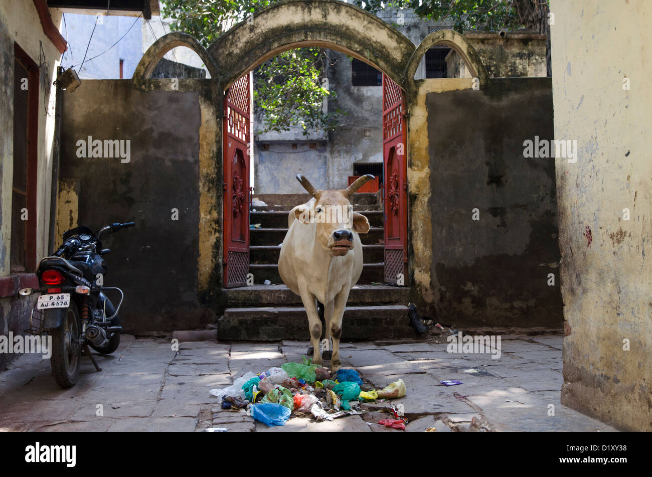 Holy cow india hi-res stock photography and images - Alamy