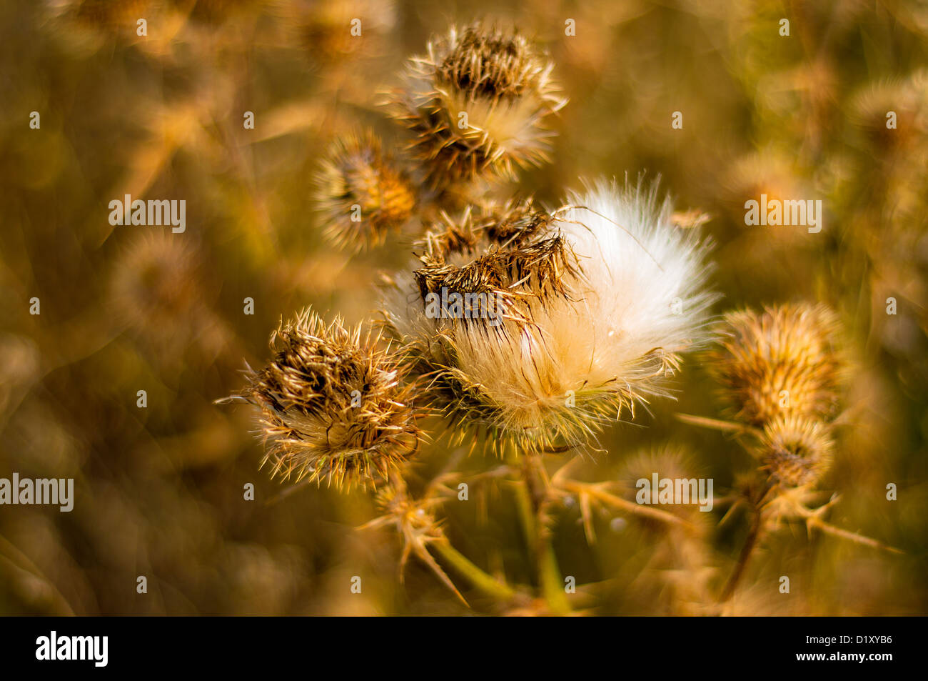 An image of carduus plant Stock Photo - Alamy
